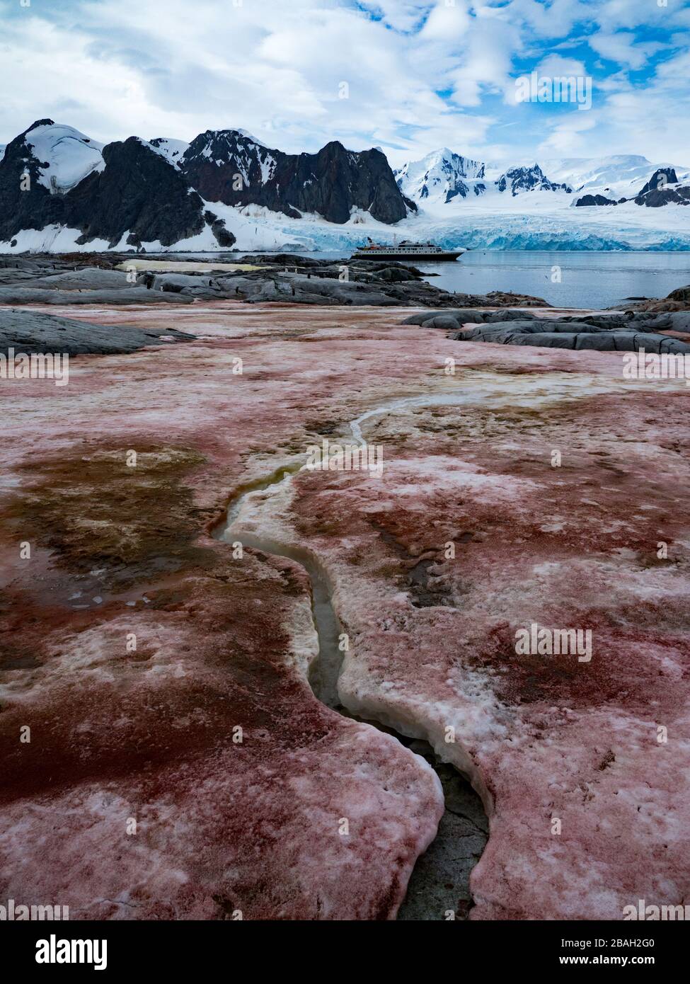 Snow algae after heavy melting due to climate change on Peterman Island ...