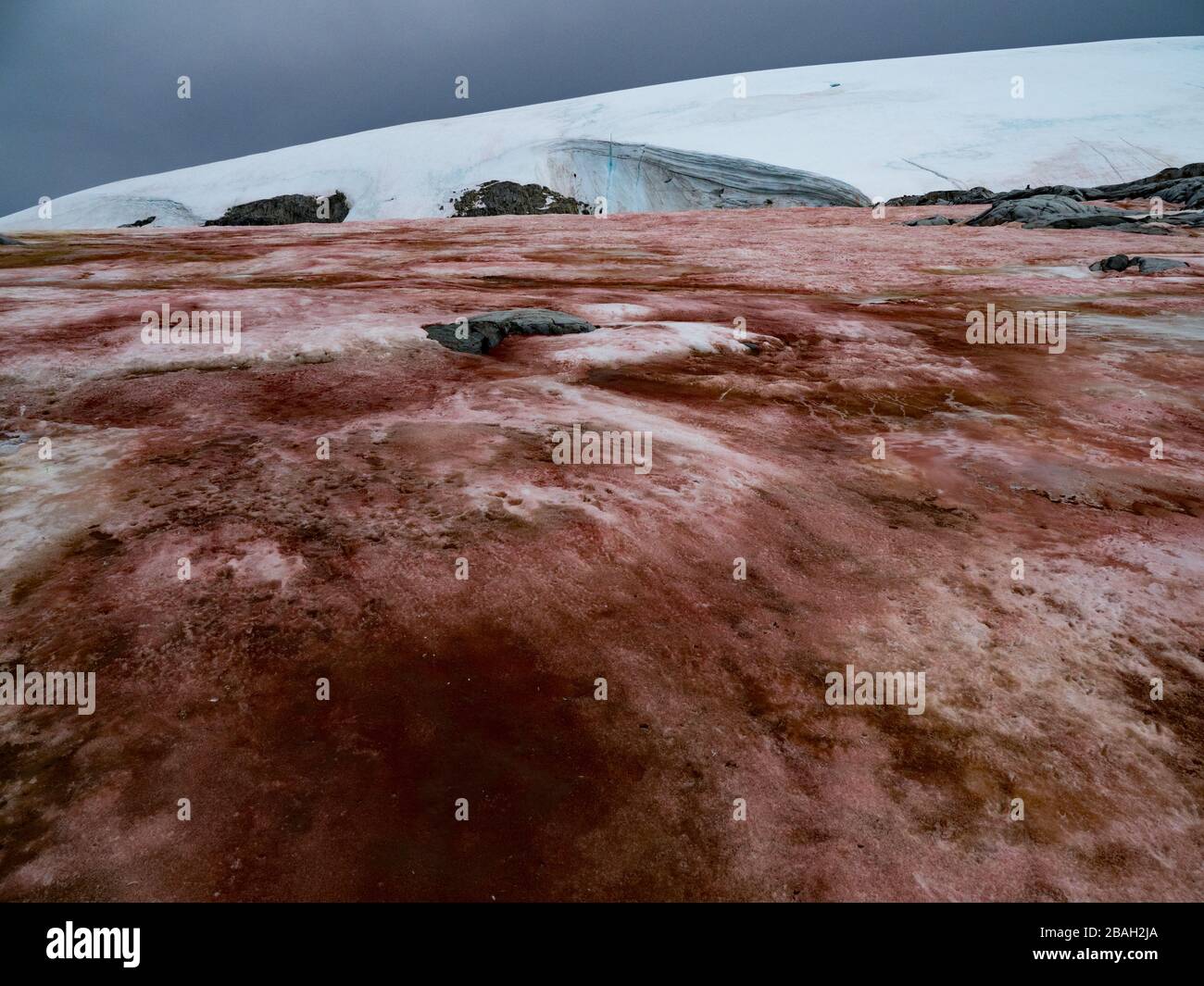 Snow algae after heavy melting due to climate change on Peterman Island ...