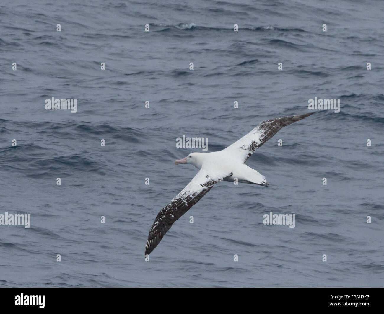 Flying ocean island hi-res stock photography and images - Alamy