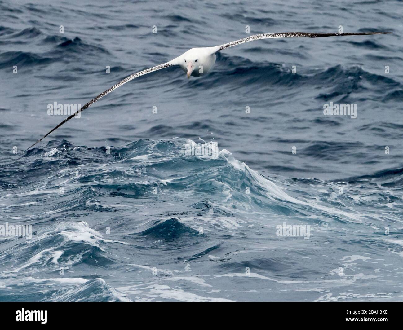 Wandering Albatross at sea flying in the waves of the southern ocean ...