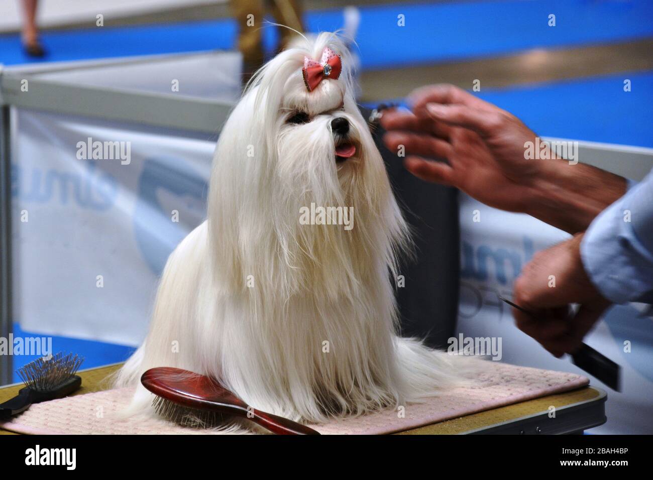 portrait of a maltese dog Stock Photo - Alamy