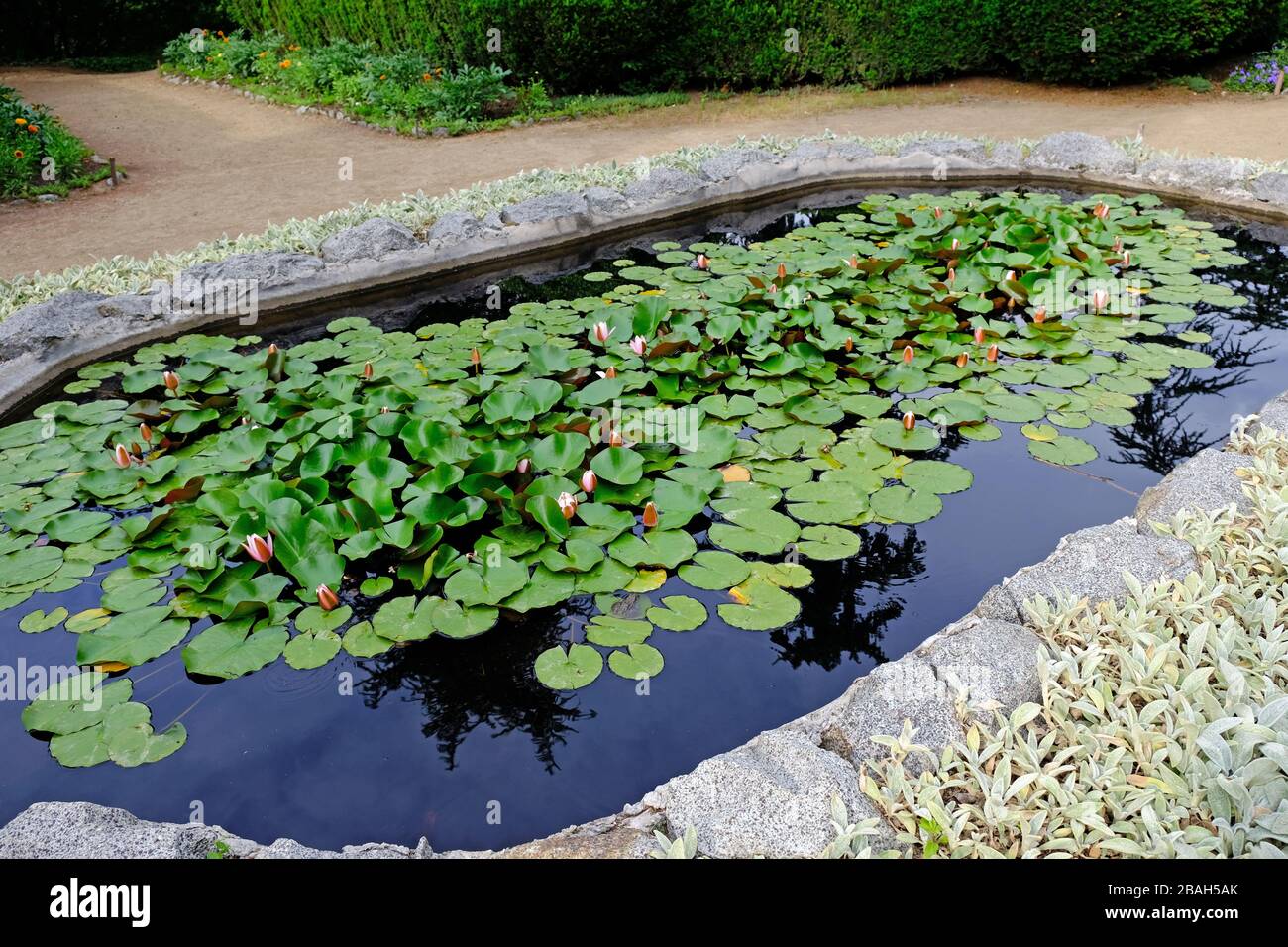 Small water lily hi-res stock photography and images - Alamy