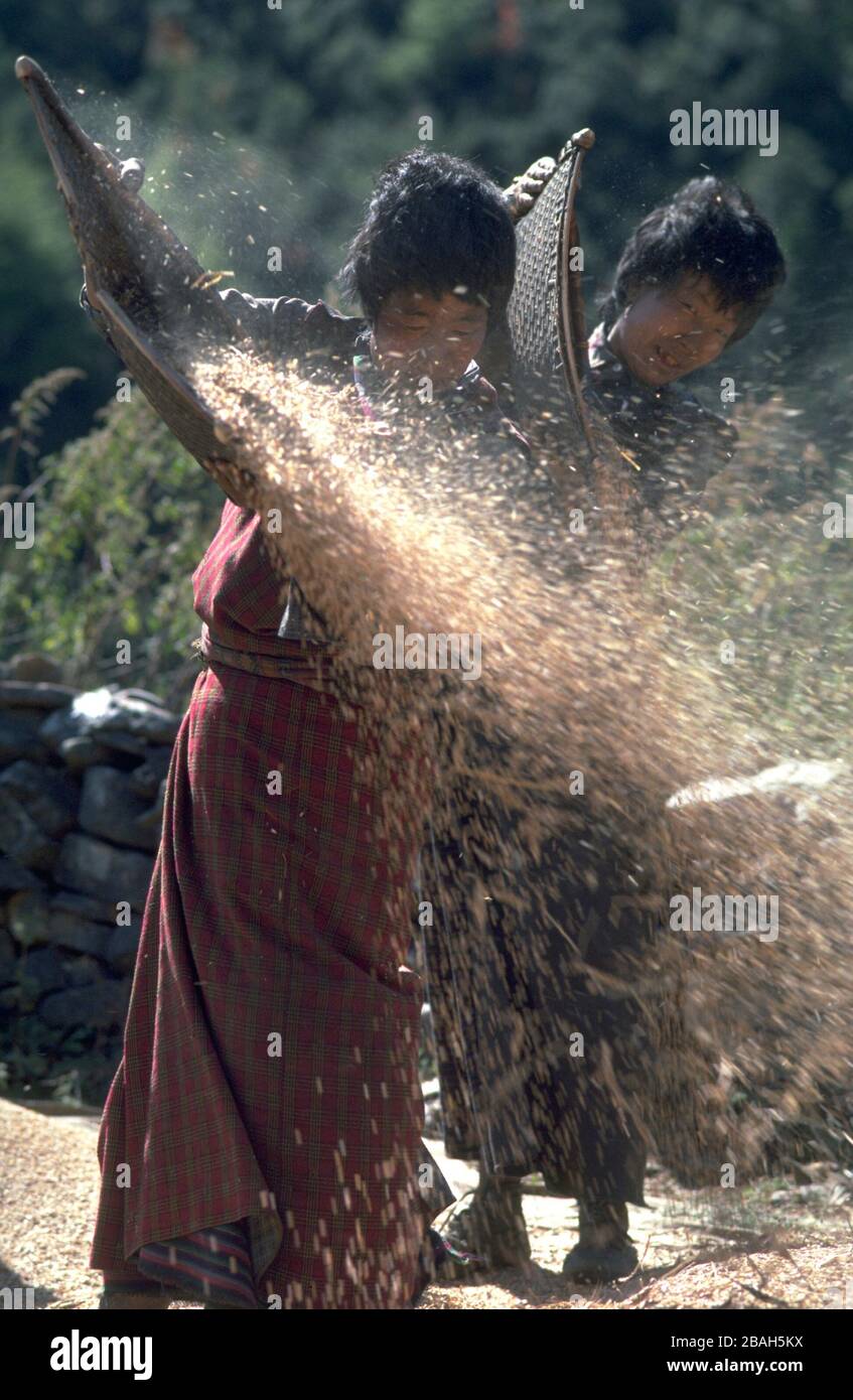 Separate rice from chaff hi-res stock photography and images - Alamy