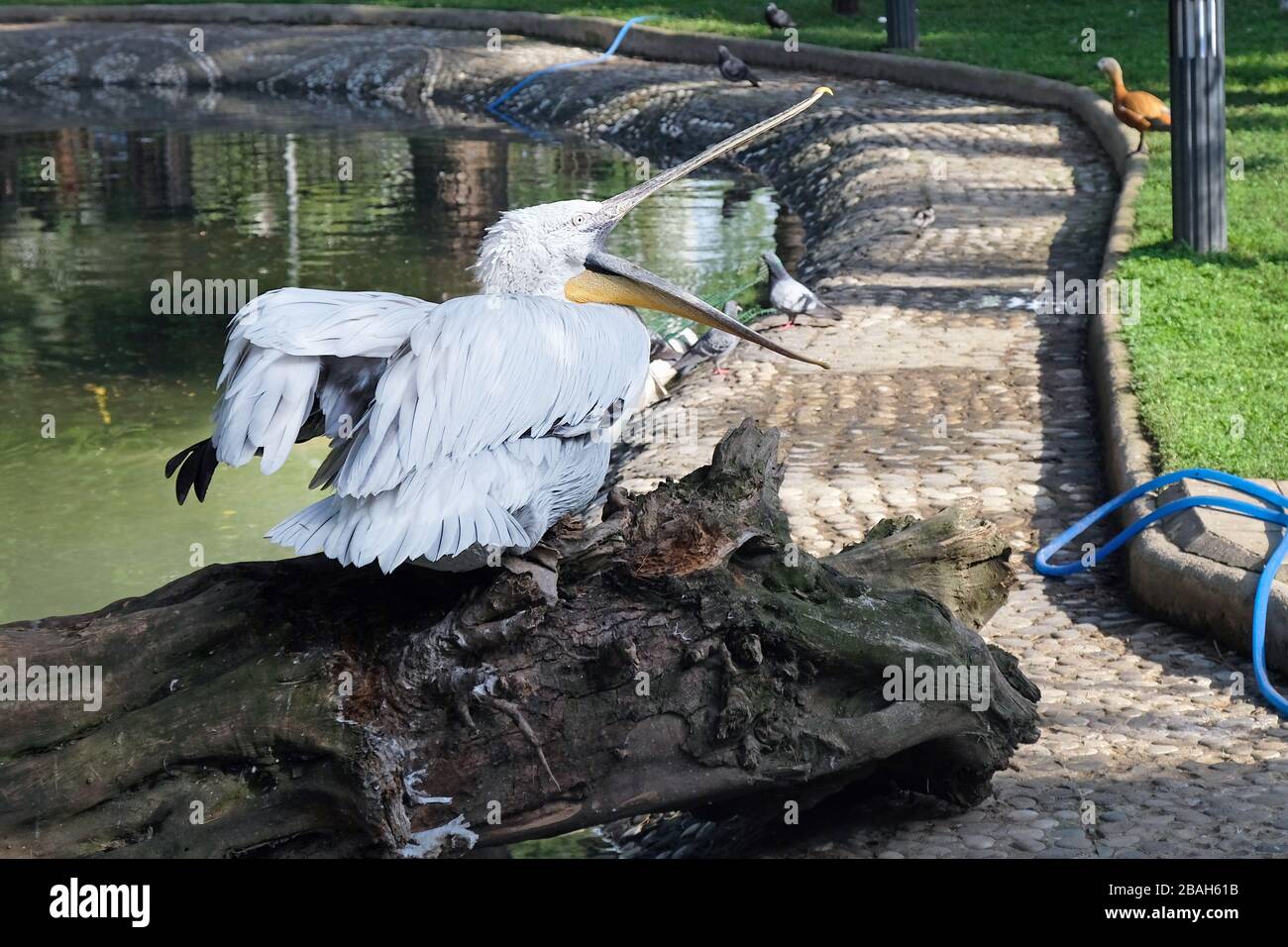 Log piling hi-res stock photography and images - Alamy