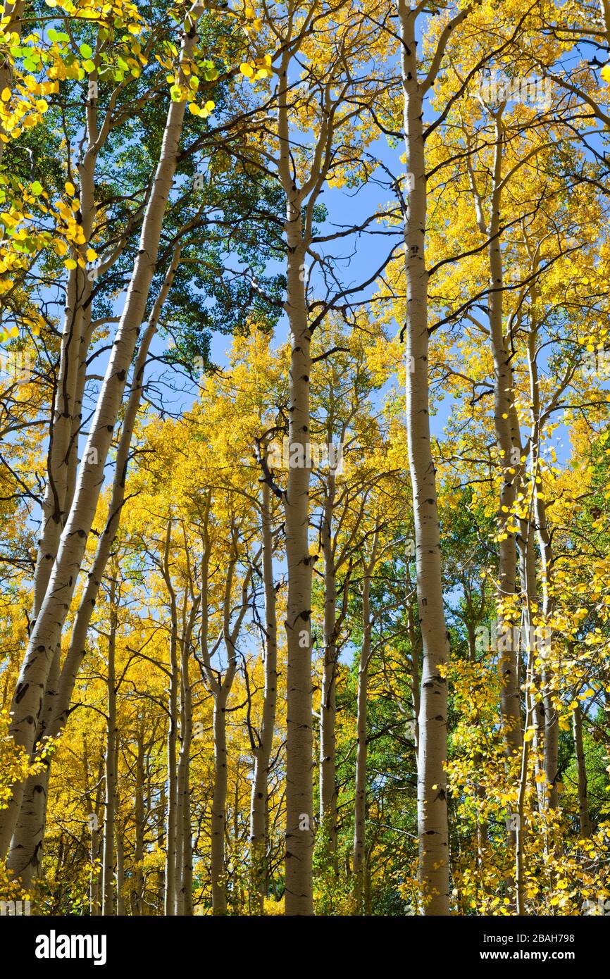 Aspen leaf colors hi-res stock photography and images - Alamy