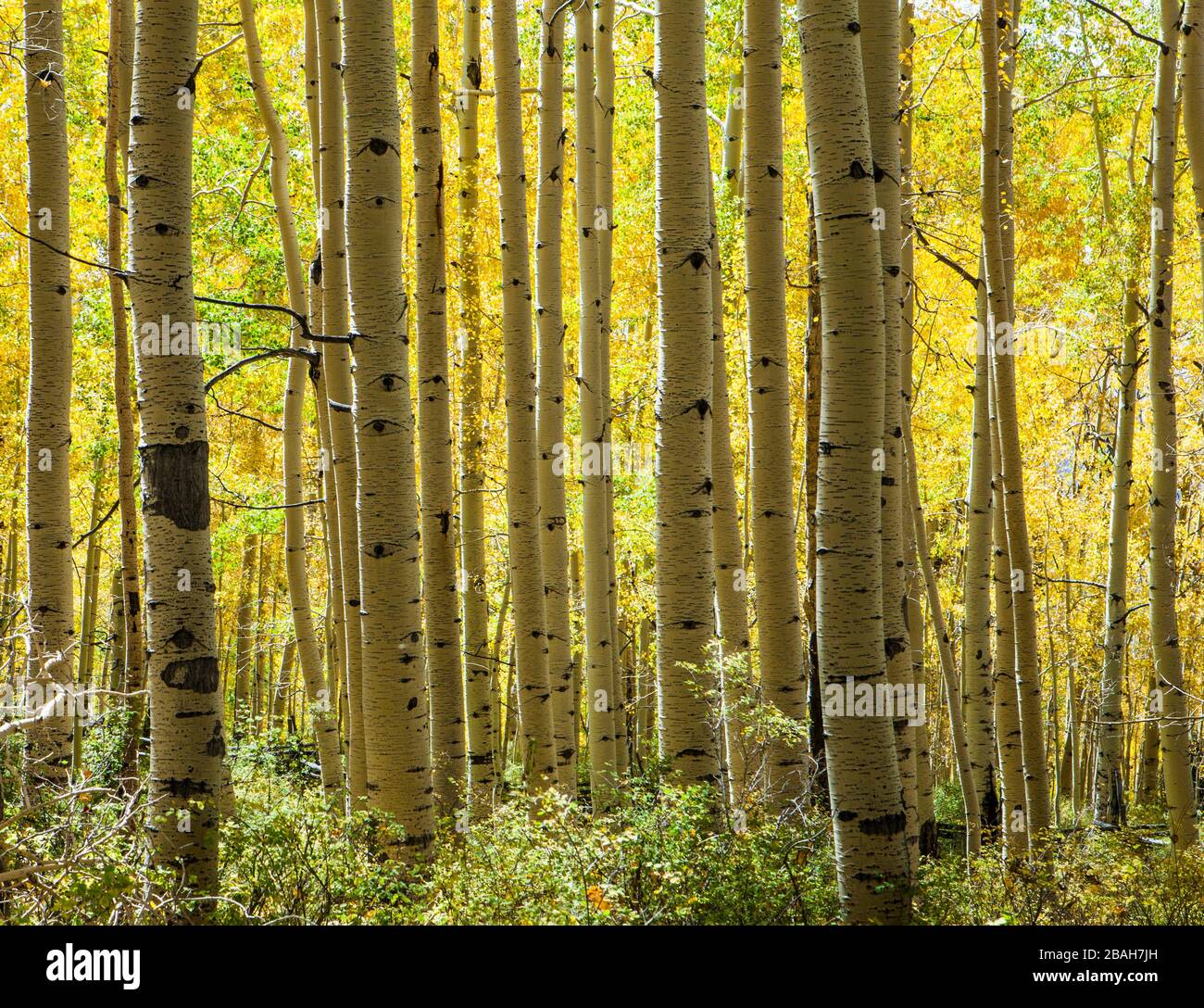 Aspen trees in Fall colors, La Sal mountains, Utah, USA Stock Photo - Alamy
