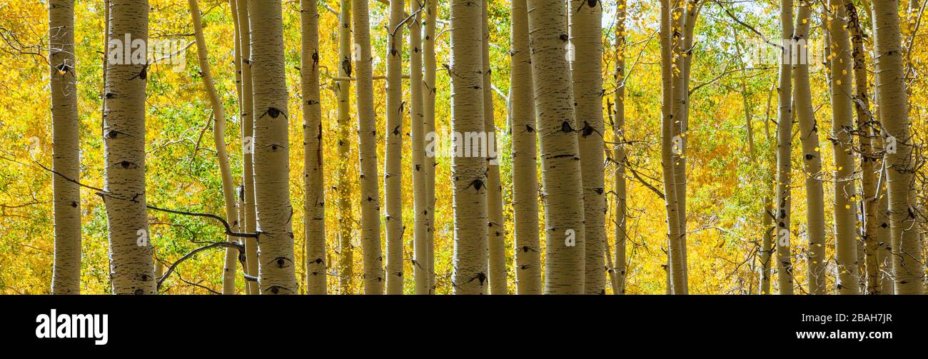 Aspen trees in Fall colors, La Sal mountains, Utah, USA Stock Photo - Alamy