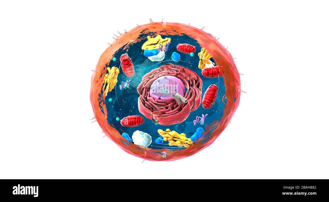 Animal cell structure, illustration Stock Photo - Alamy