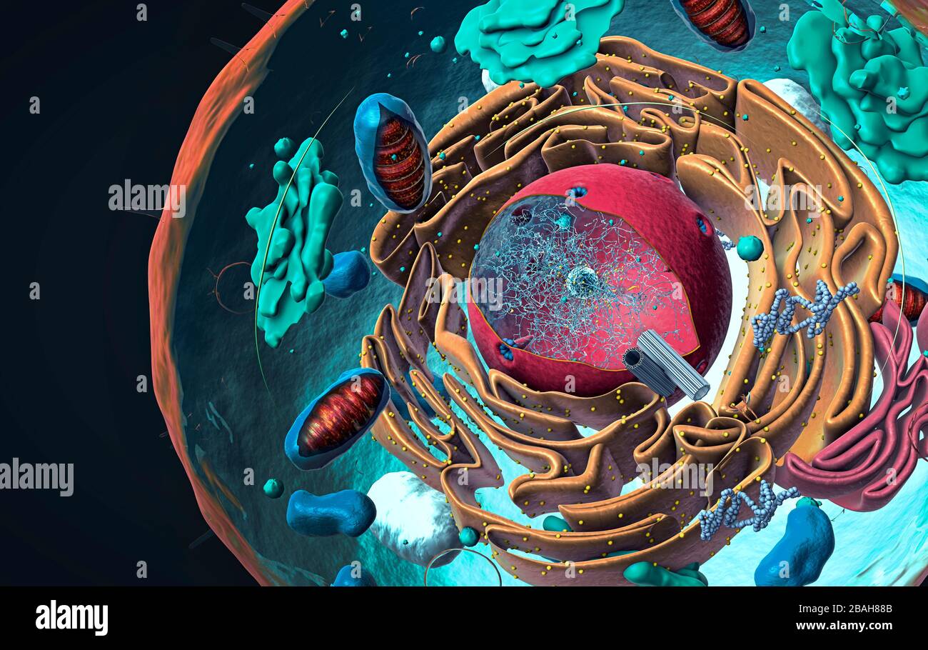 Animal cell structure, illustration Stock Photo - Alamy