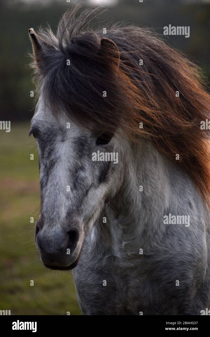 Silver stallion hi-res stock photography and images - Alamy