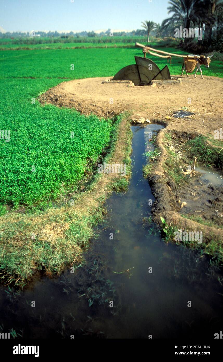 Donkey drawing hi-res stock photography and images - Alamy