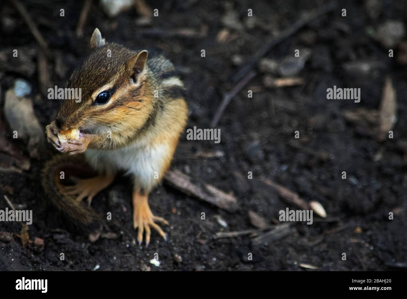 Single Wild Chipmunk Eating Nut on Ground at Park, Close Up Stock Photo ...