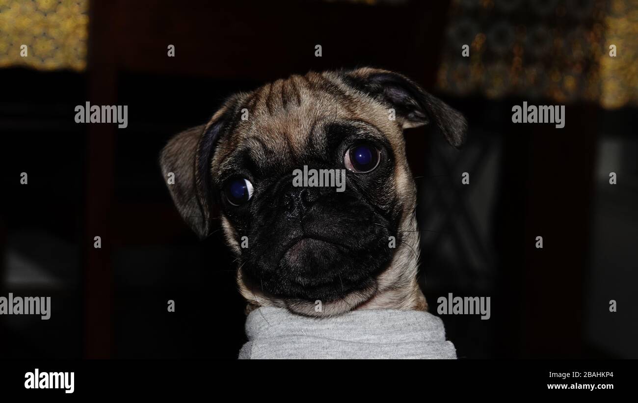 Dog face hi-res stock photography and images - Alamy