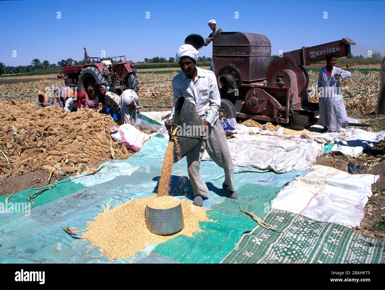 Farm workers harvesting sesame seed crop, Upper Egypt Stock Photo - Alamy