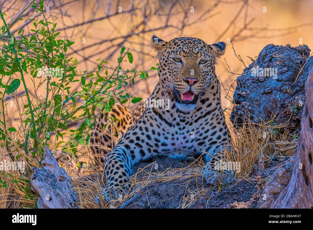 Leopard lying at the bee of large tree- front on Stock Photo - Alamy