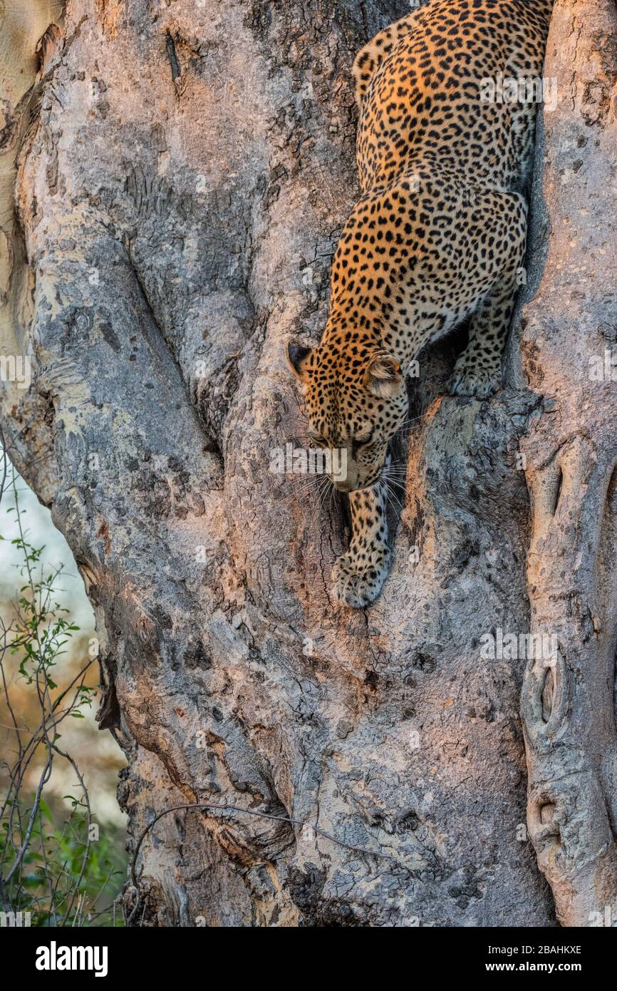 Leopard climbing down tree trunk Stock Photo - Alamy