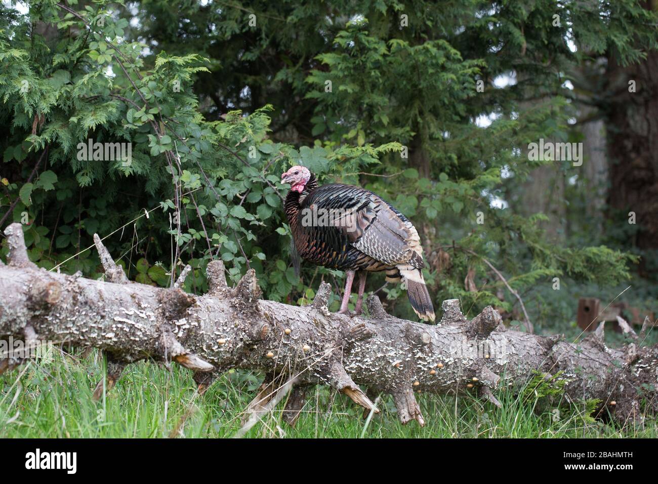 Wild turkey tree hi-res stock photography and images - Alamy