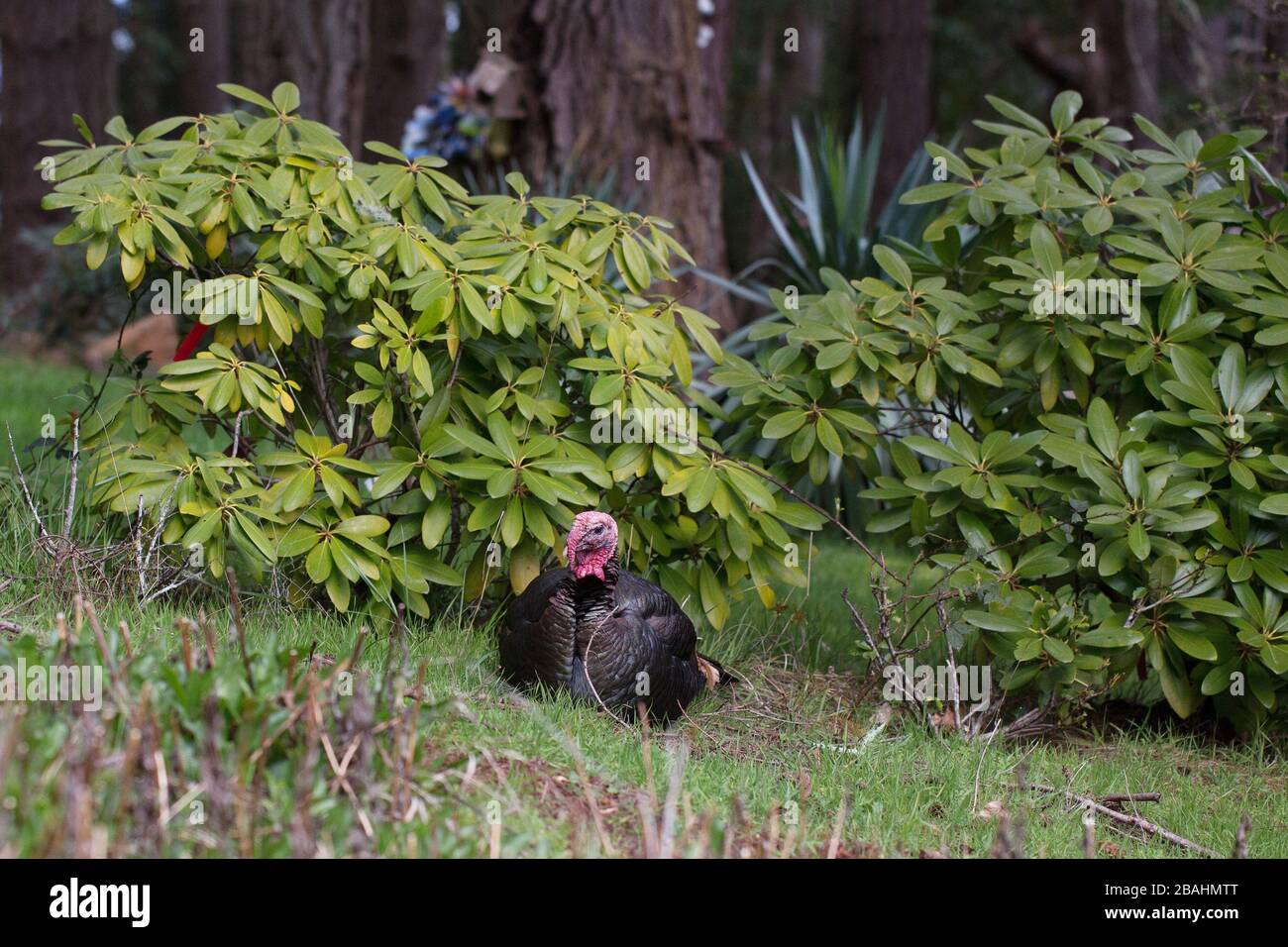 A wild turkey sleeping in a back yard in Eugene, Oregon, USA Stock ...