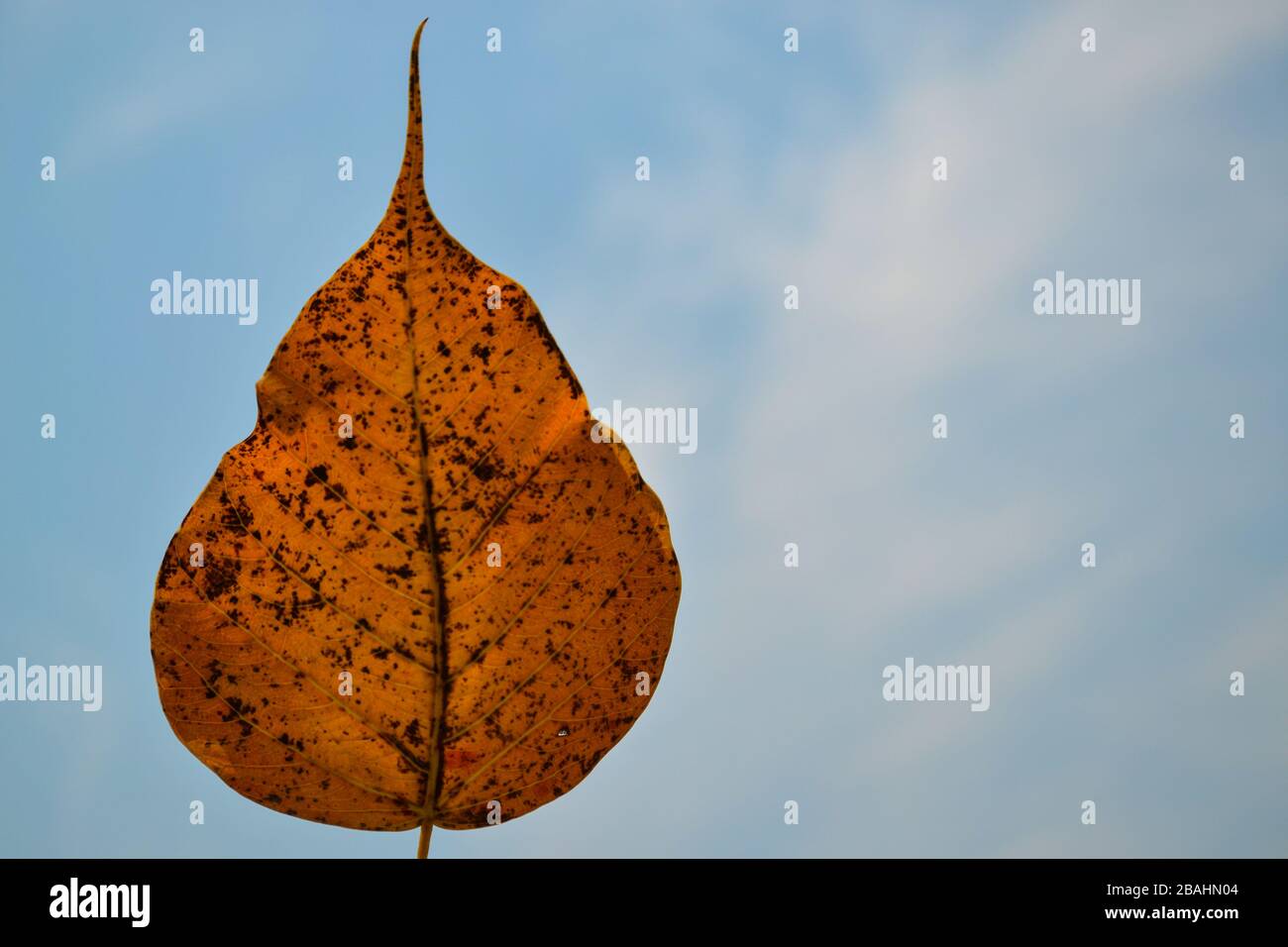 Fig leaf shape hi-res stock photography and images - Alamy