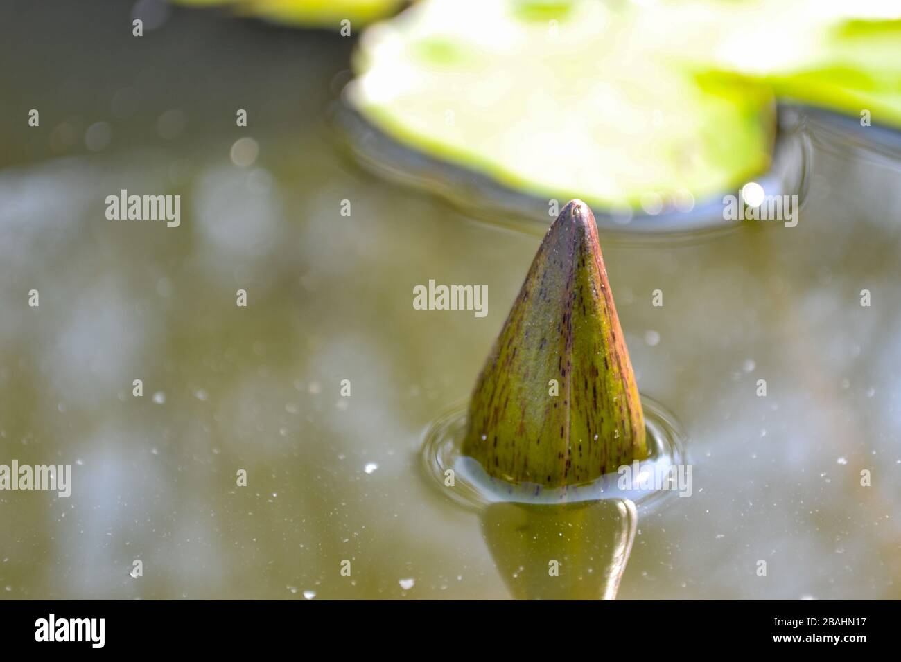 Waterlily bud popping out of water in jug Stock Photo - Alamy