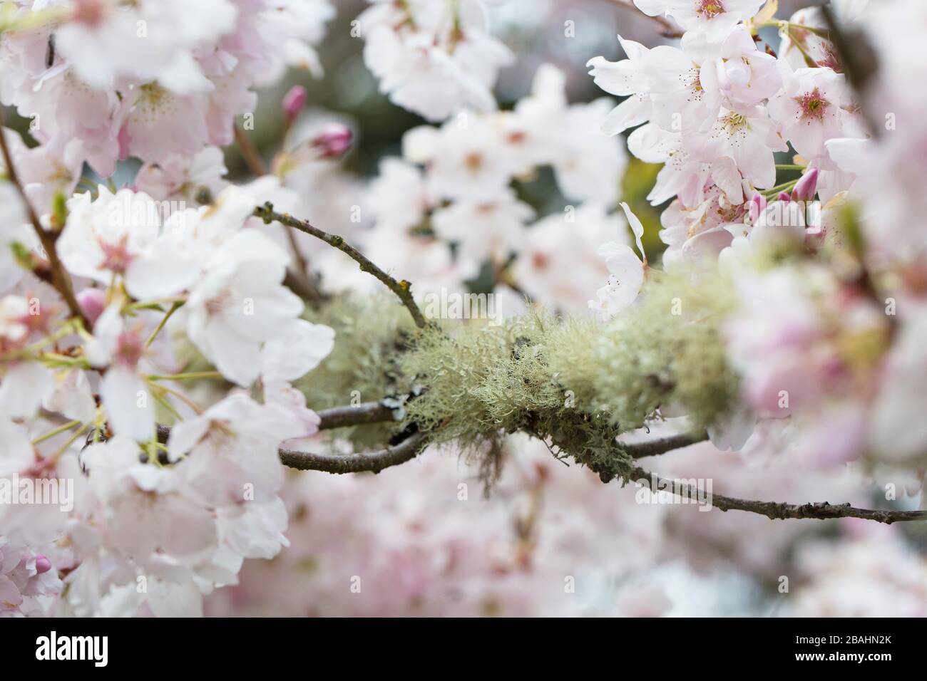 Cherry blossoms and moss on a tree in Eugene, Oregon, USA Stock Photo ...