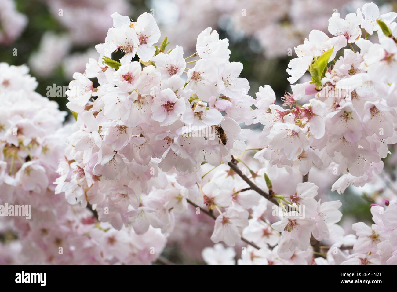 Cherry blossoms and moss on a tree in Eugene, Oregon, USA Stock Photo ...