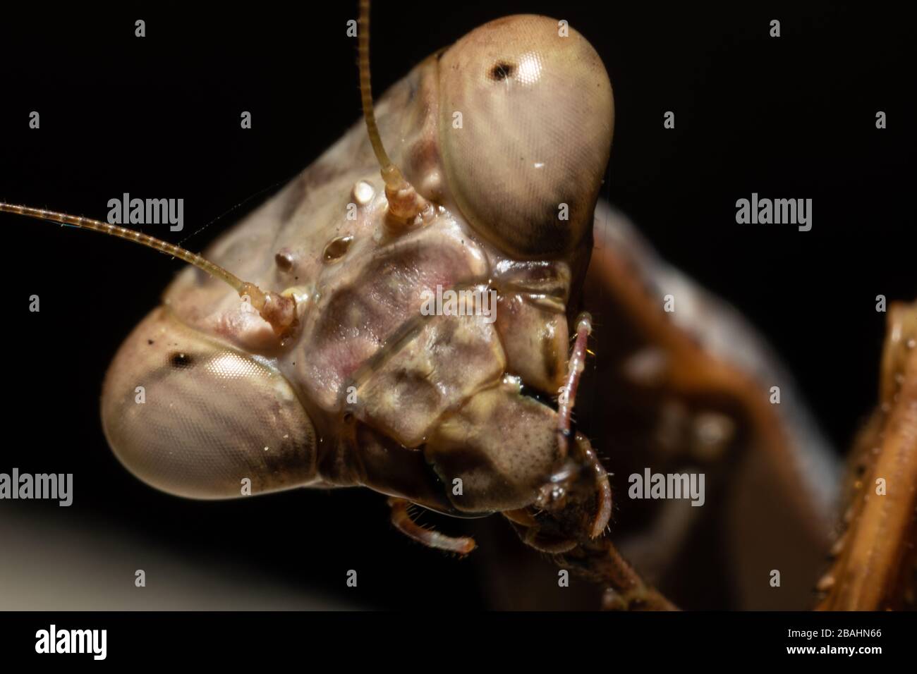 Portrait of a Pray Mantis on a brown backdrop Stock Photo - Alamy