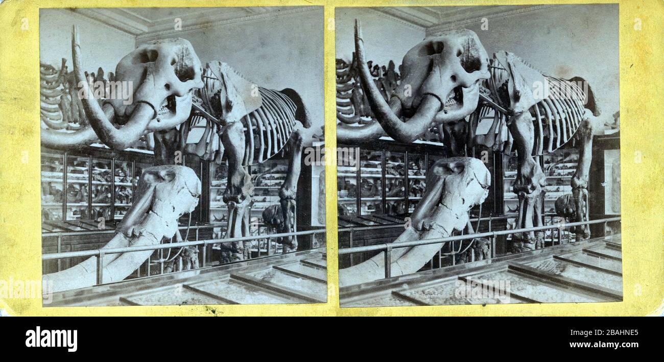Skeleton of a Mastodon, British Museum, ca 1860 Stock Photo - Alamy