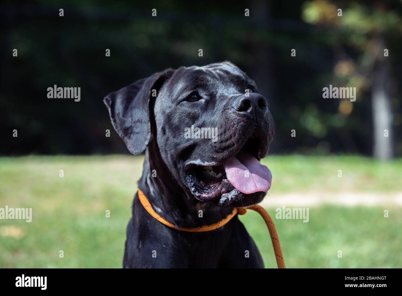 Adult Black Dog Rescue Stock Photo - Alamy