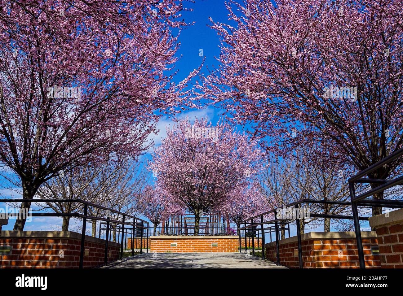 Eastern Redbud Trees in Park Stock Photo - Alamy