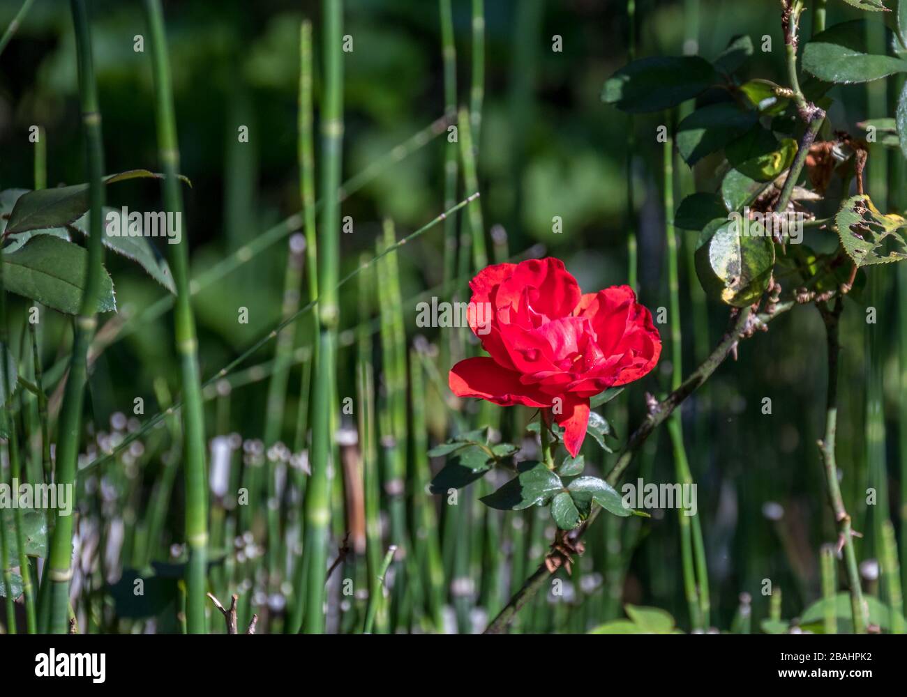 Single bright red rose isolated on a green foliage background image in ...