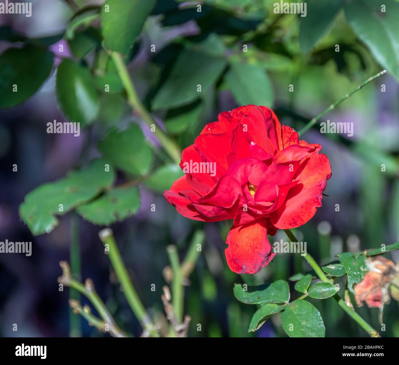 Single bright red rose isolated on a green foliage background image in ...