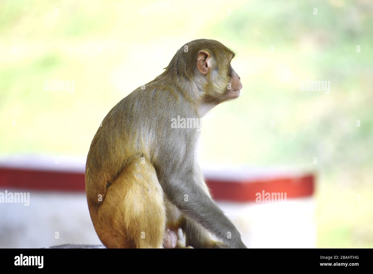 Pretty monkey hi-res stock photography and images - Alamy