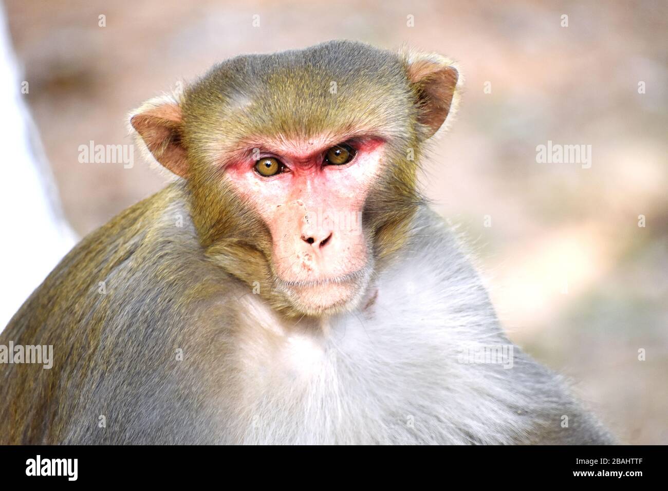 Extinct Animal High Resolution Stock Photography and Images - Alamy