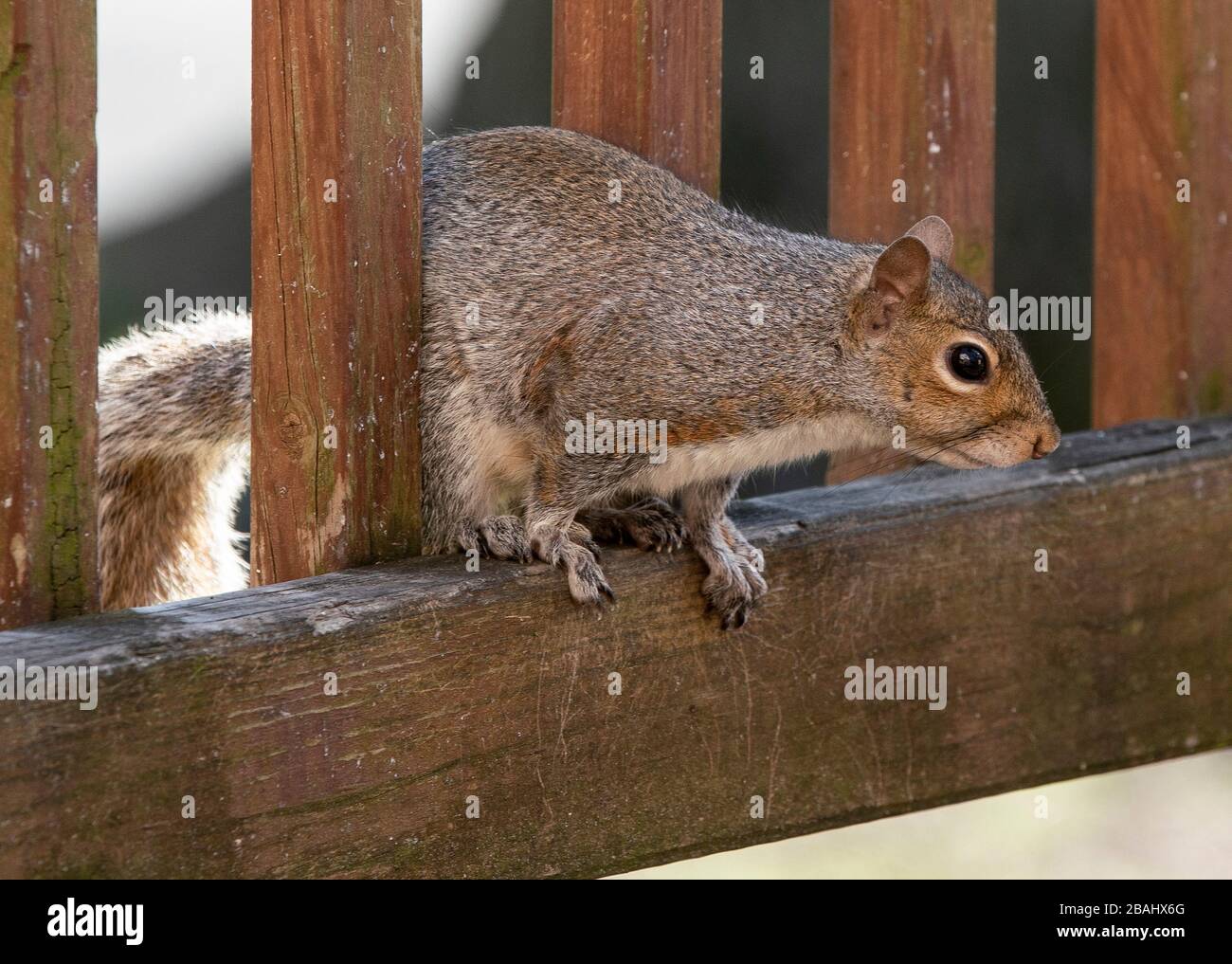 Through the fence Stock Photo - Alamy