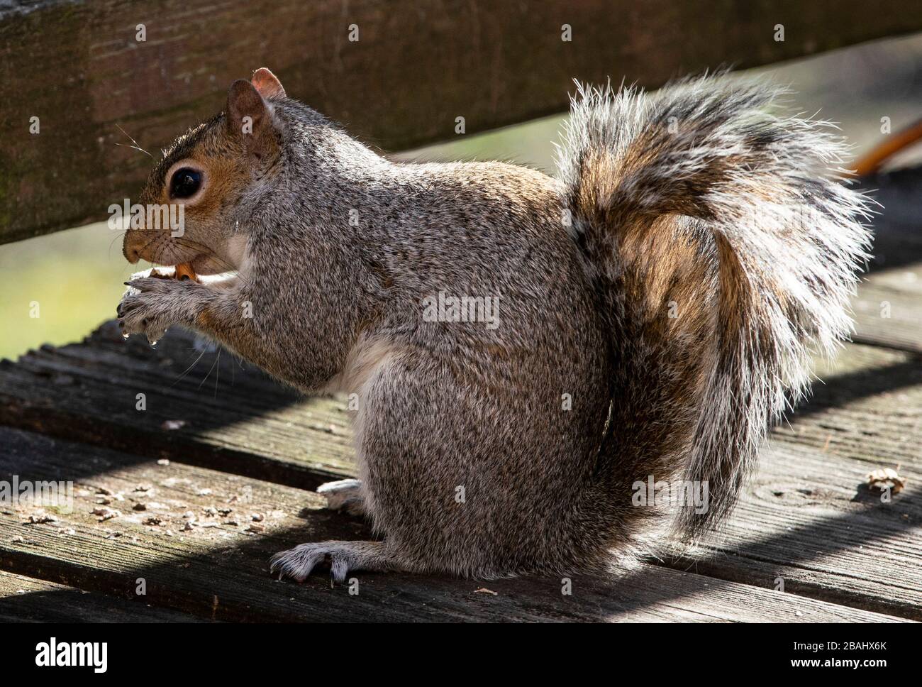 Leaving with his nut Stock Photo - Alamy