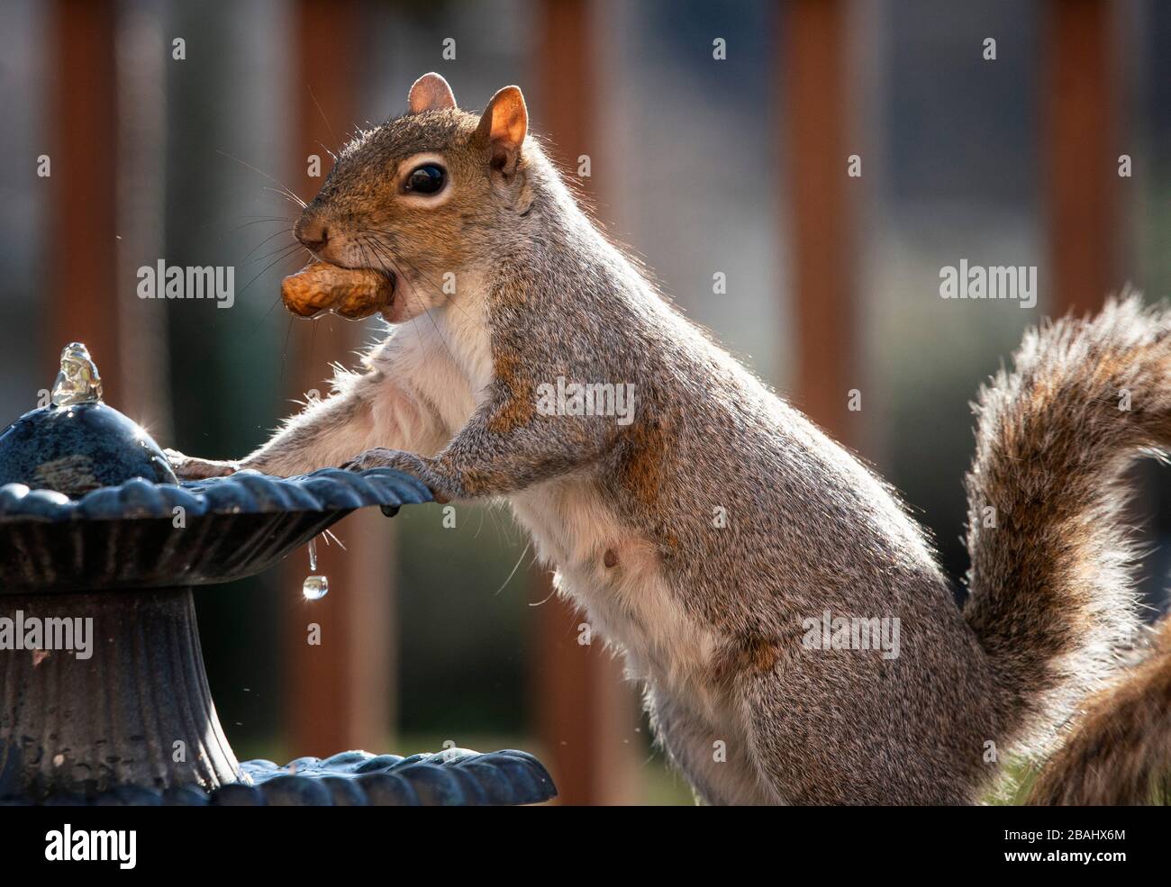Squirrel with nut Stock Photo - Alamy