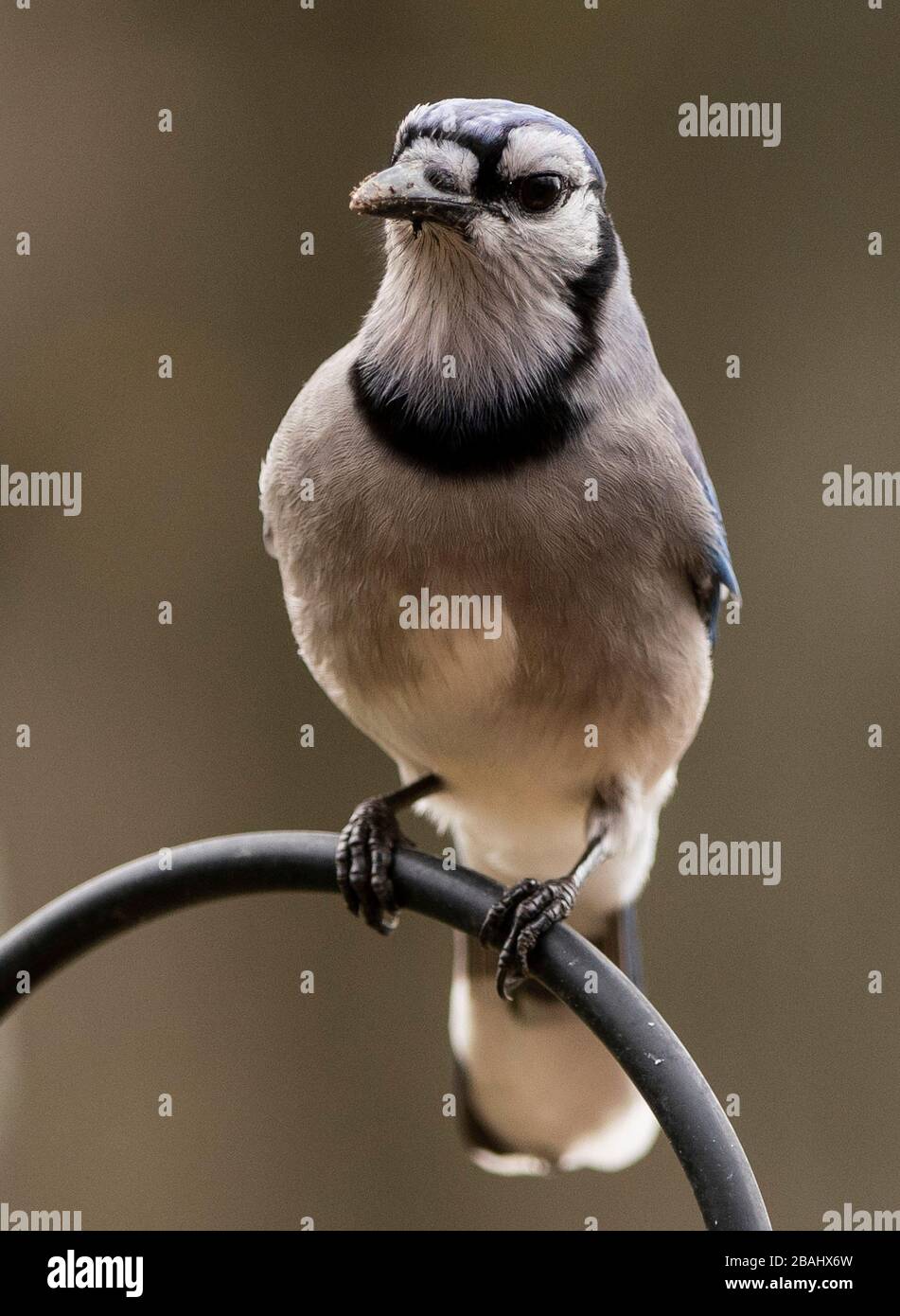 Blue jay with nut hi-res stock photography and images - Alamy