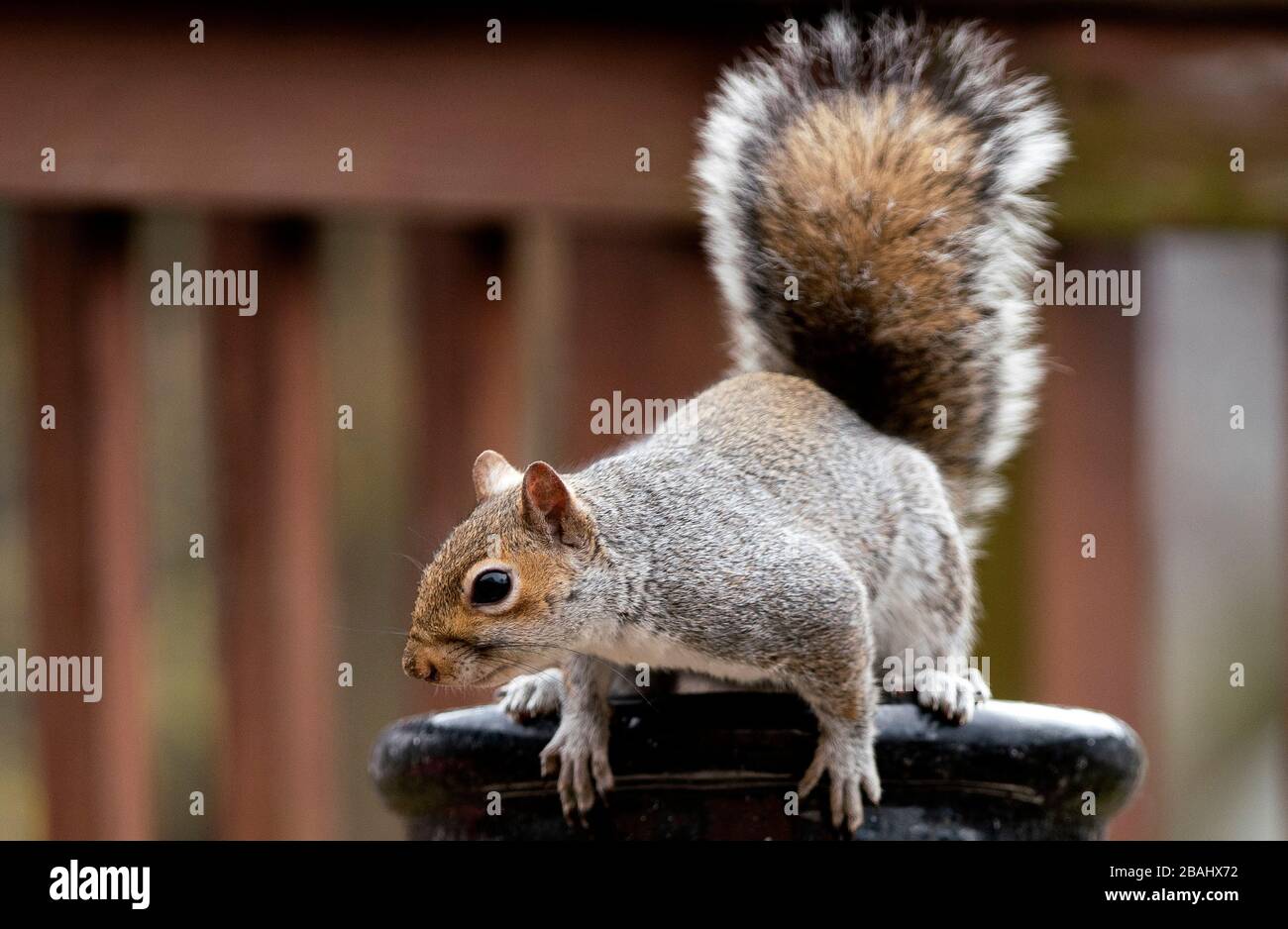 Fuzzy tail hi-res stock photography and images - Alamy