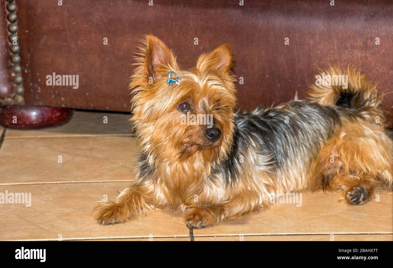 Small brown dog waiting expectantly with an excited look in its eyes ...