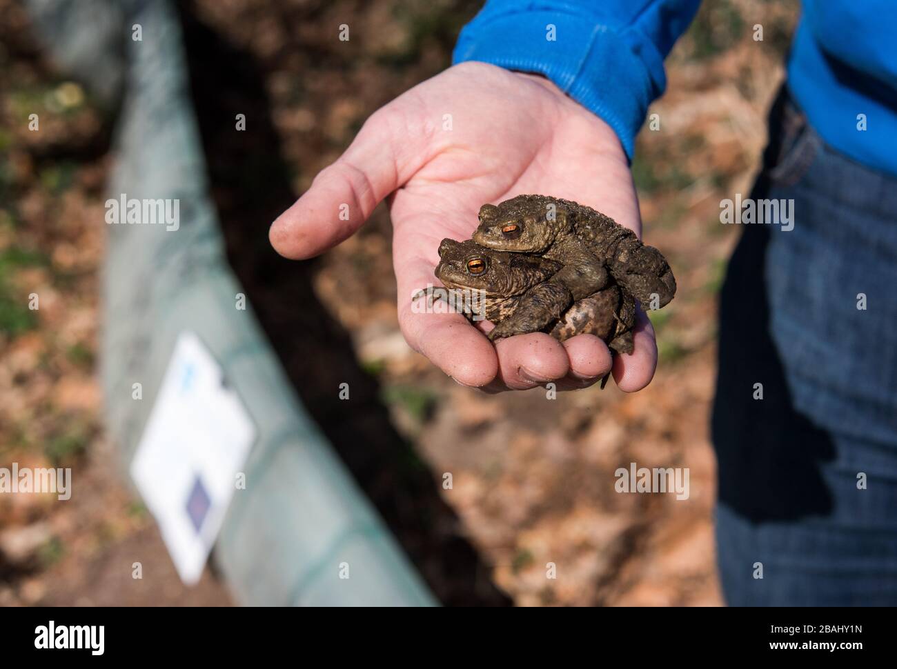 Amphibian protection fence hi-res stock photography and images - Alamy