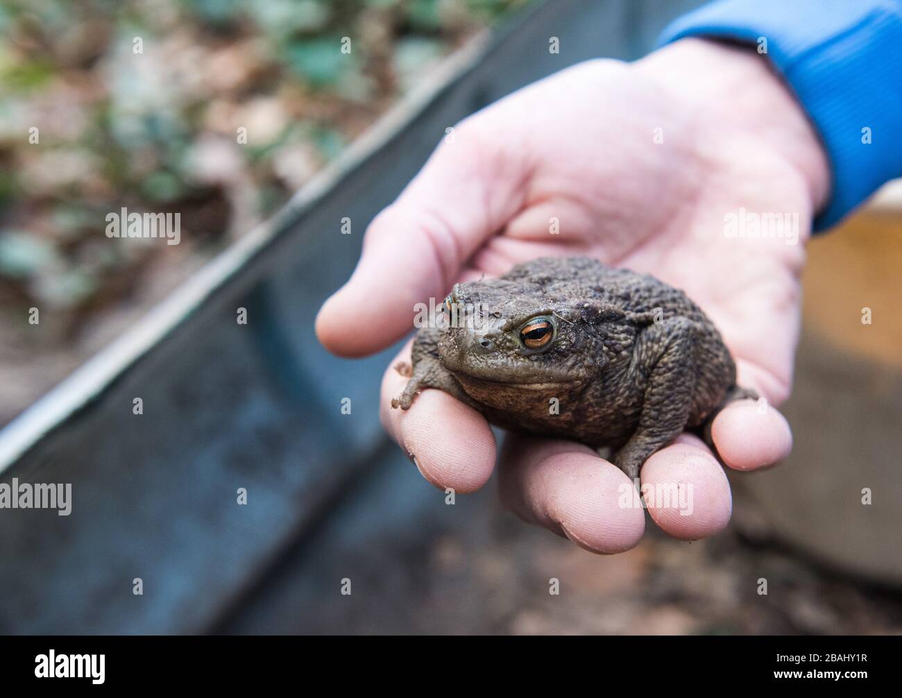 Amphibian protection fence hi-res stock photography and images - Alamy