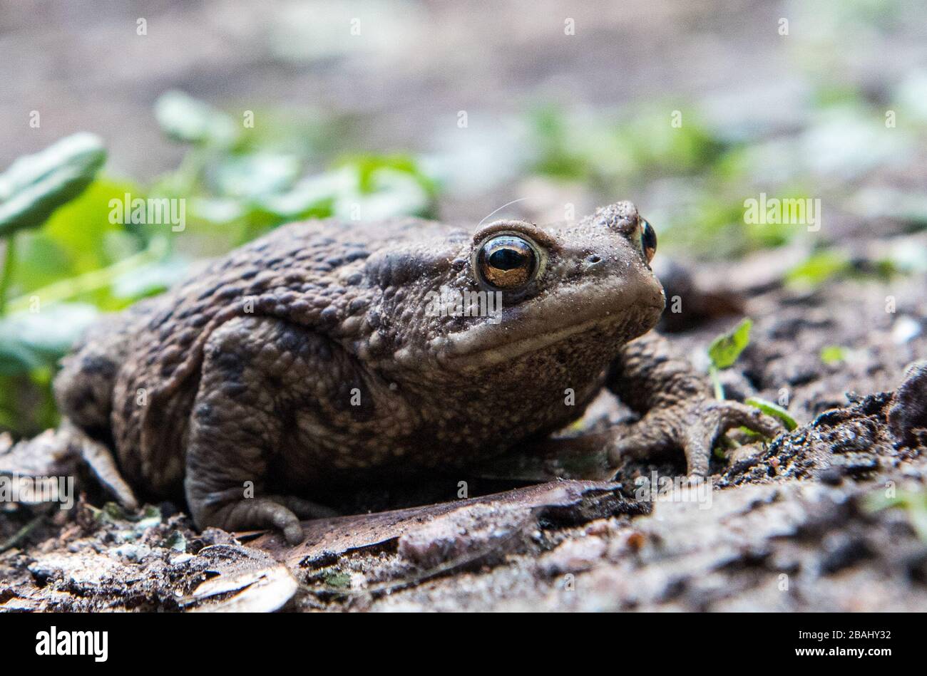 Death Of A Toad High Resolution Stock Photography and Images - Alamy