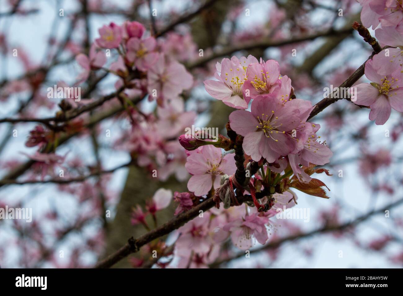 Plymouth, UK. 20th march 2020. A stock images of a blooming tree to ...