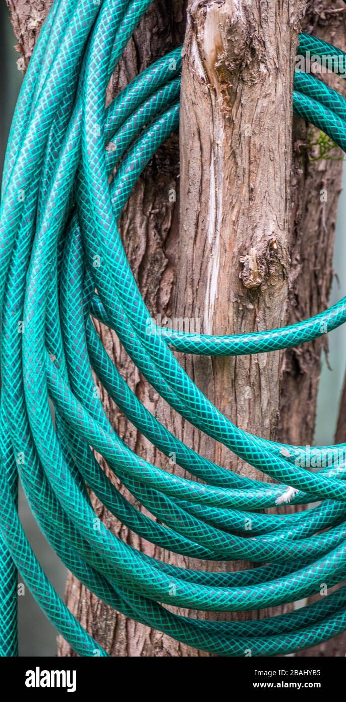 Rolled green nylon garden hose pipe looped around the branch of a tree ...