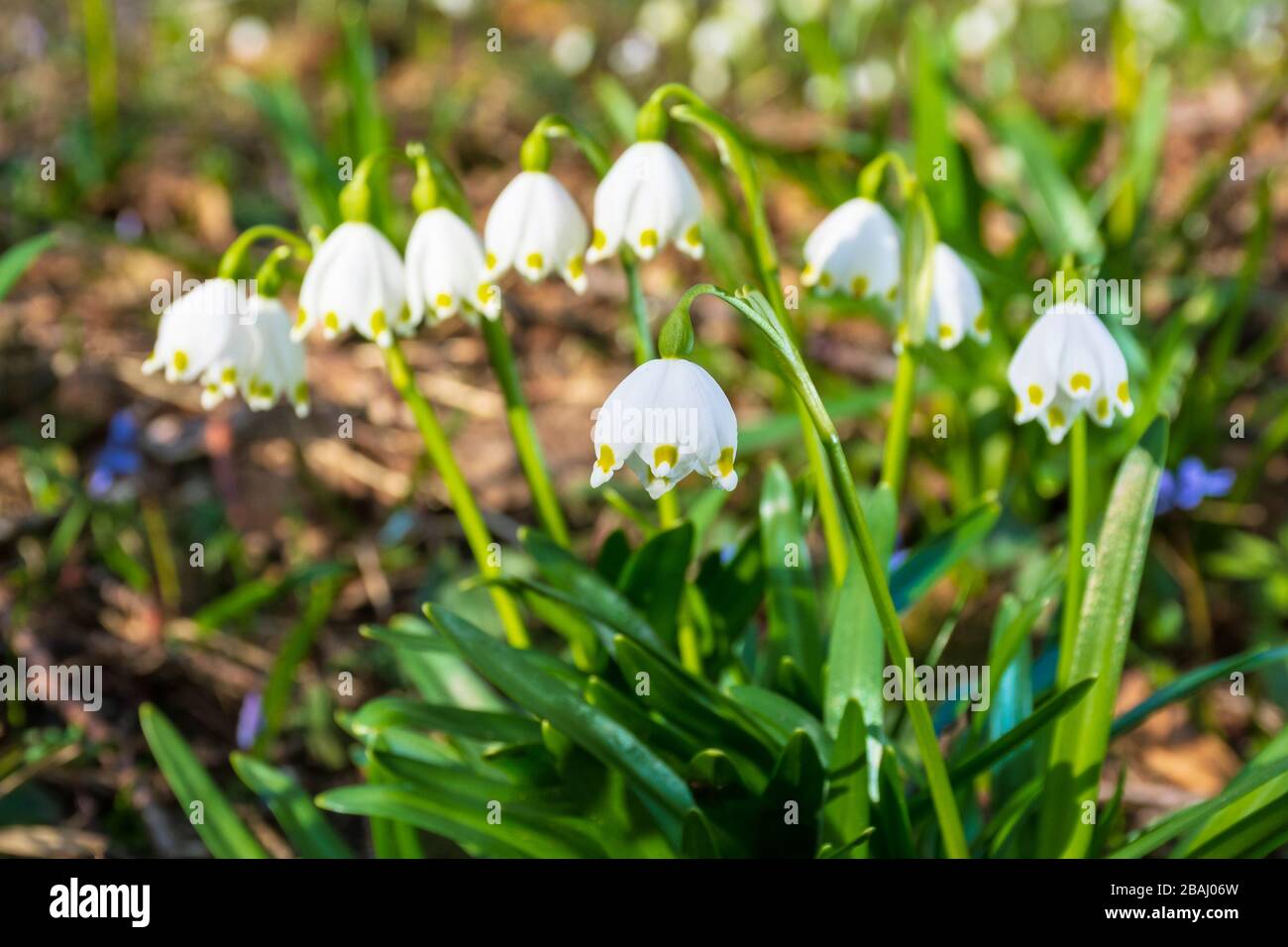 bunch of snow drop flowers in the woods. beautiful nature background in ...