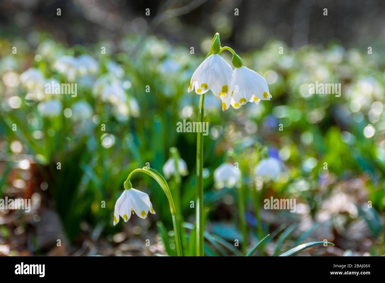 bunch of snow drop flowers in the woods. beautiful nature background in ...