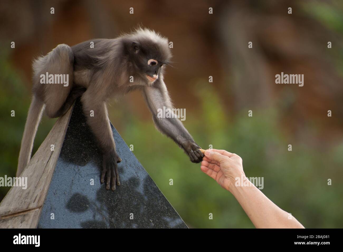Monkey pea hi-res stock photography and images - Alamy