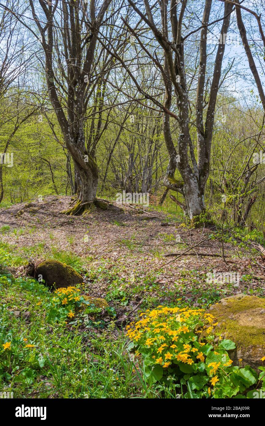 Pathway in forest tall trees hi-res stock photography and images - Alamy