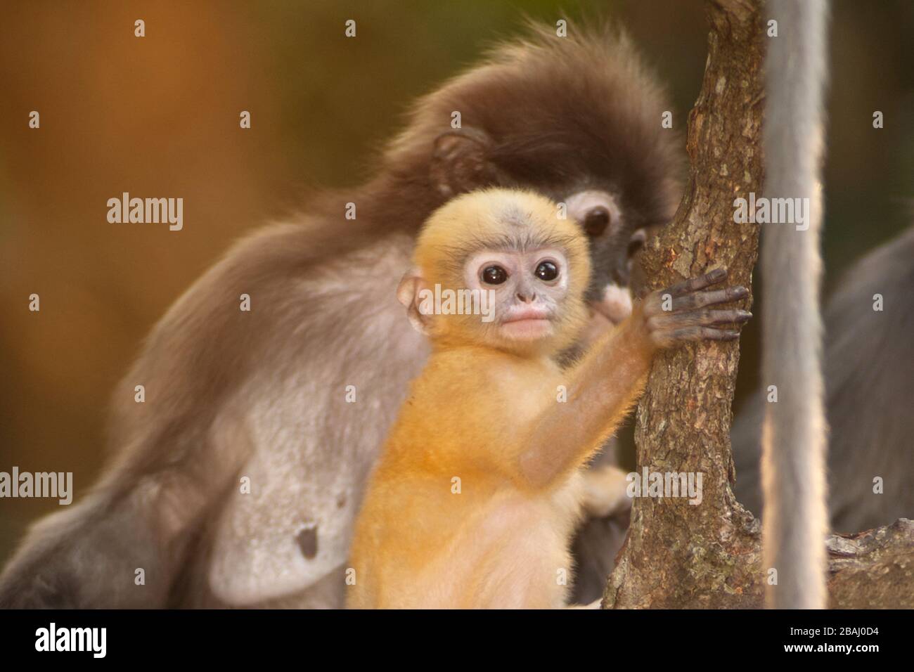 Mother and son of Dusky Leaf Monkey or Dusky Langur or Spectaacled ...